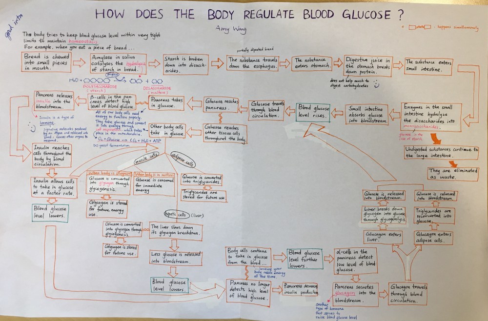 Constructing a Flowchart in Biology « LEO