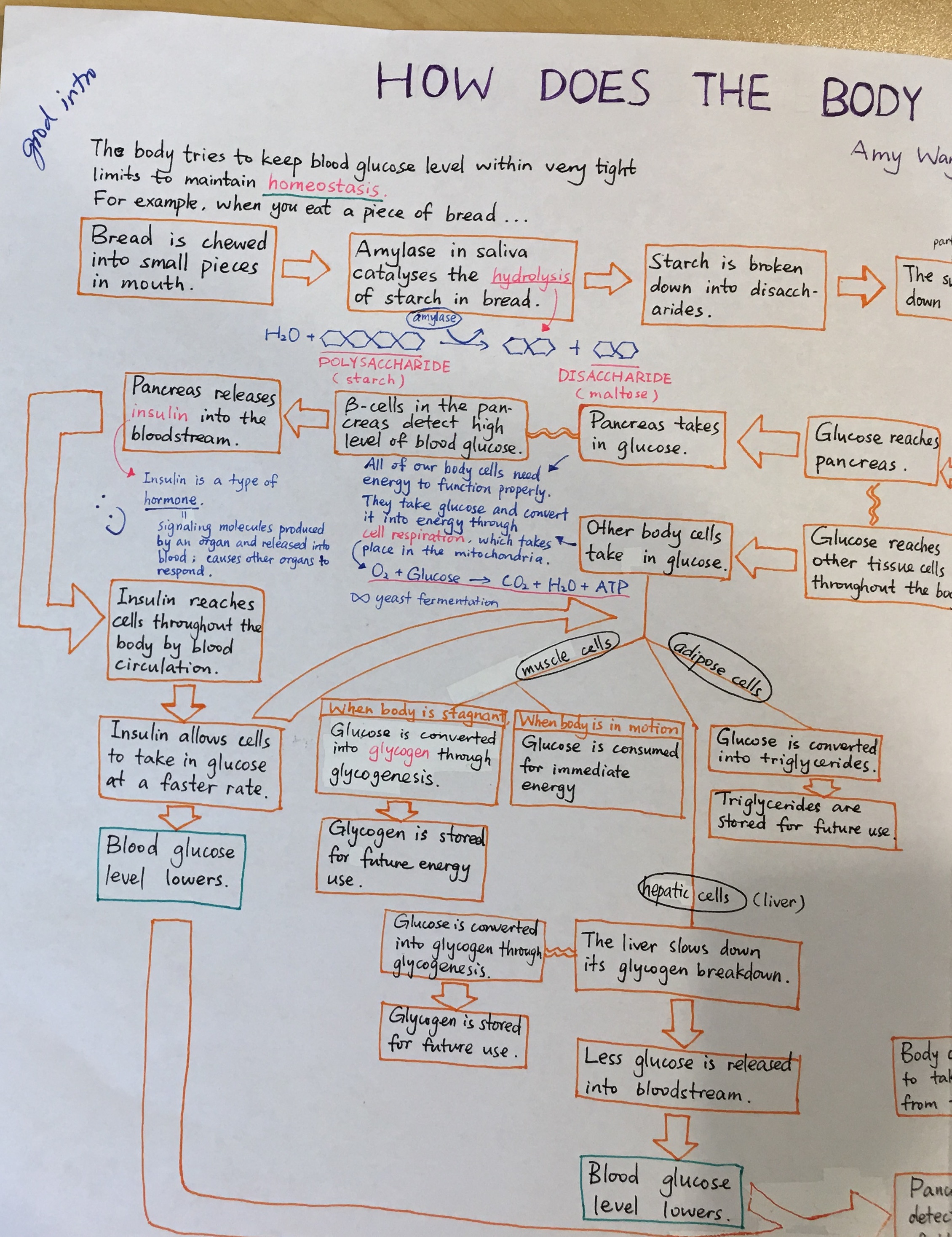 Constructing a Flowchart in Biology « LEO