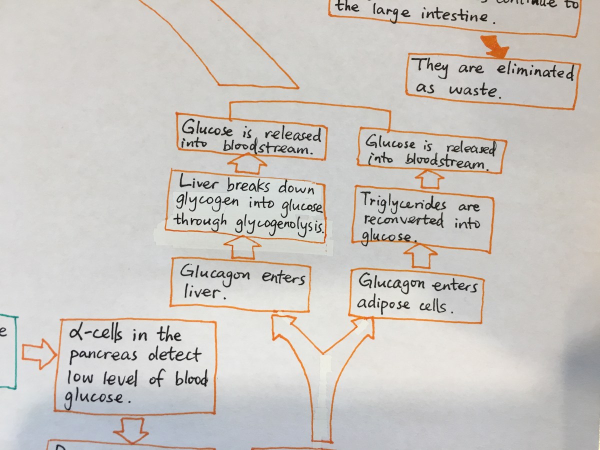 Constructing a Flowchart in Biology « LEO