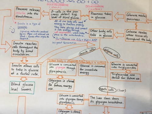 Constructing a Flowchart in Biology « LEO