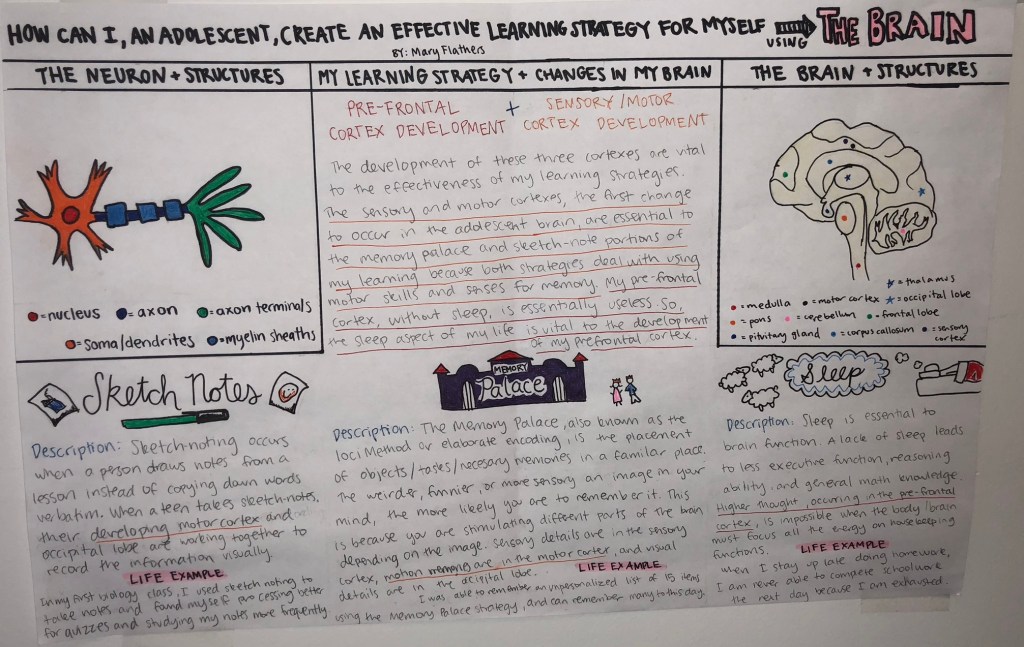 How the Adolescent Brain Works: In Annotated Diagrams « LEO