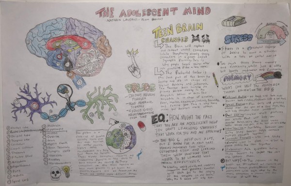 How the Adolescent Brain Works: In Annotated Diagrams « LEO